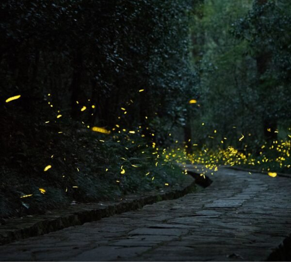 Fireflies Special Events - United Travellers of India